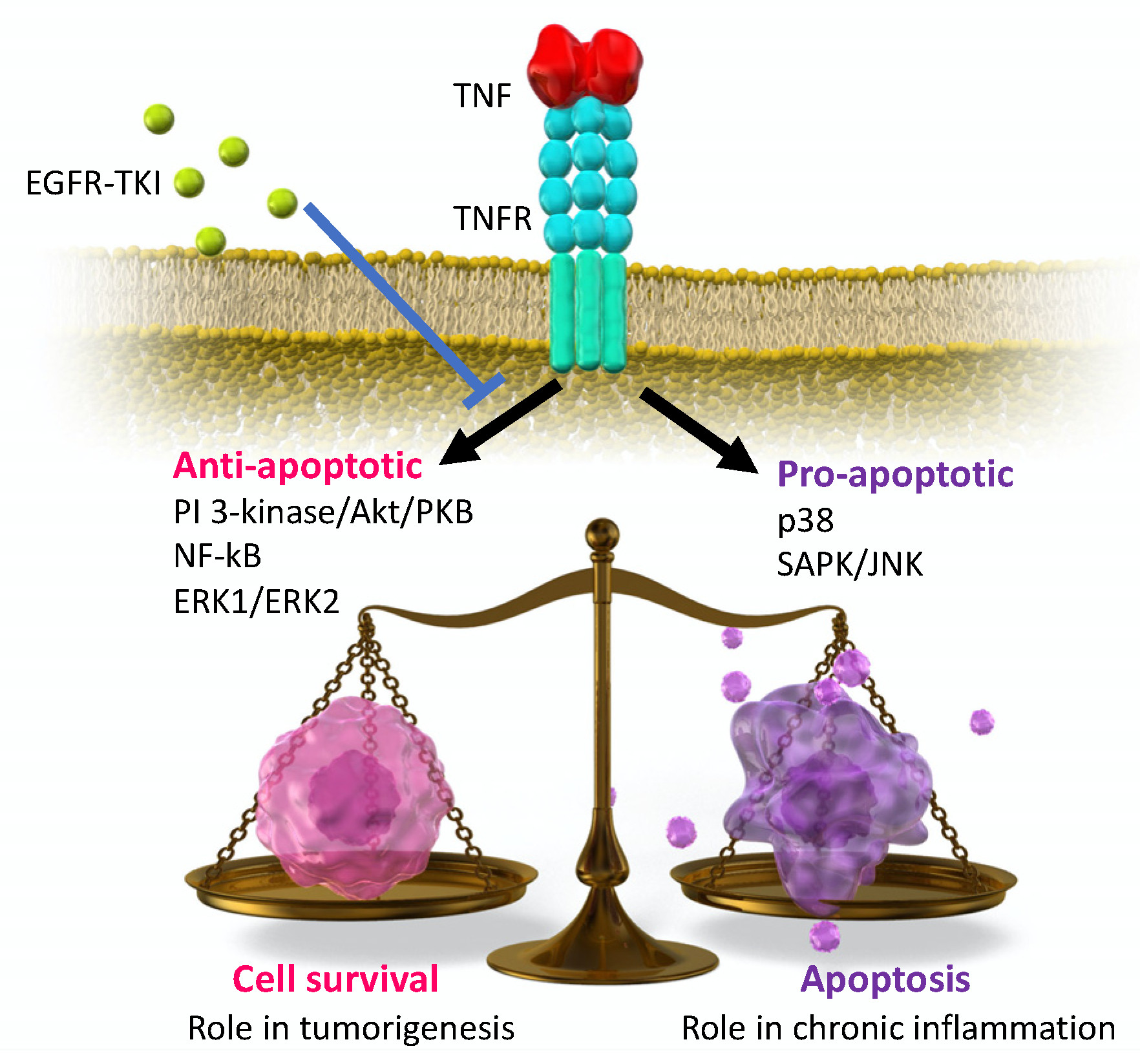 QUẢN LÝ TIÊU CHẢY DO THUỐC EGFR TKI - Bệnh viện Phạm Ngọc Thạch